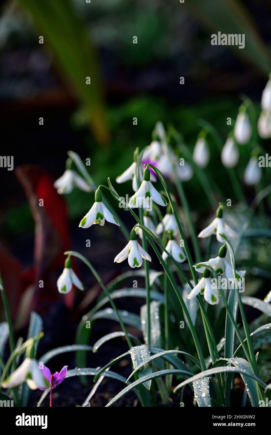 Galanthus Trumps,virescent hybrid snowdrop,green markings,virescent ...