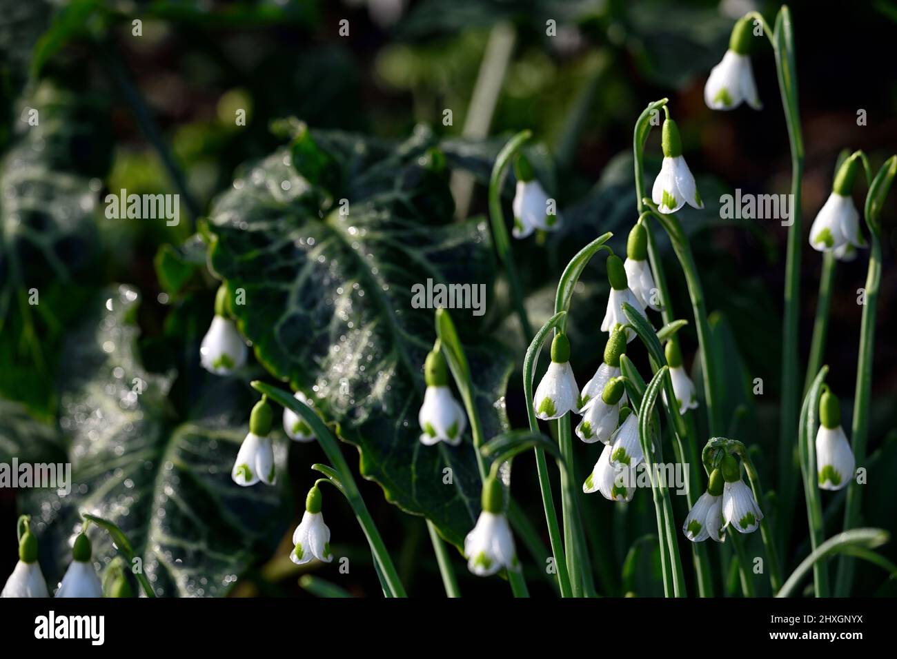 Galanthus Trymlet,virescent hybrid snowdrop,green markings,virescent ...