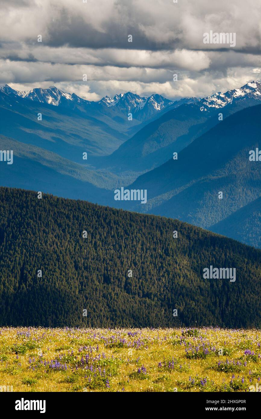 Hurricane ridge in olympic national park hi-res stock photography and ...