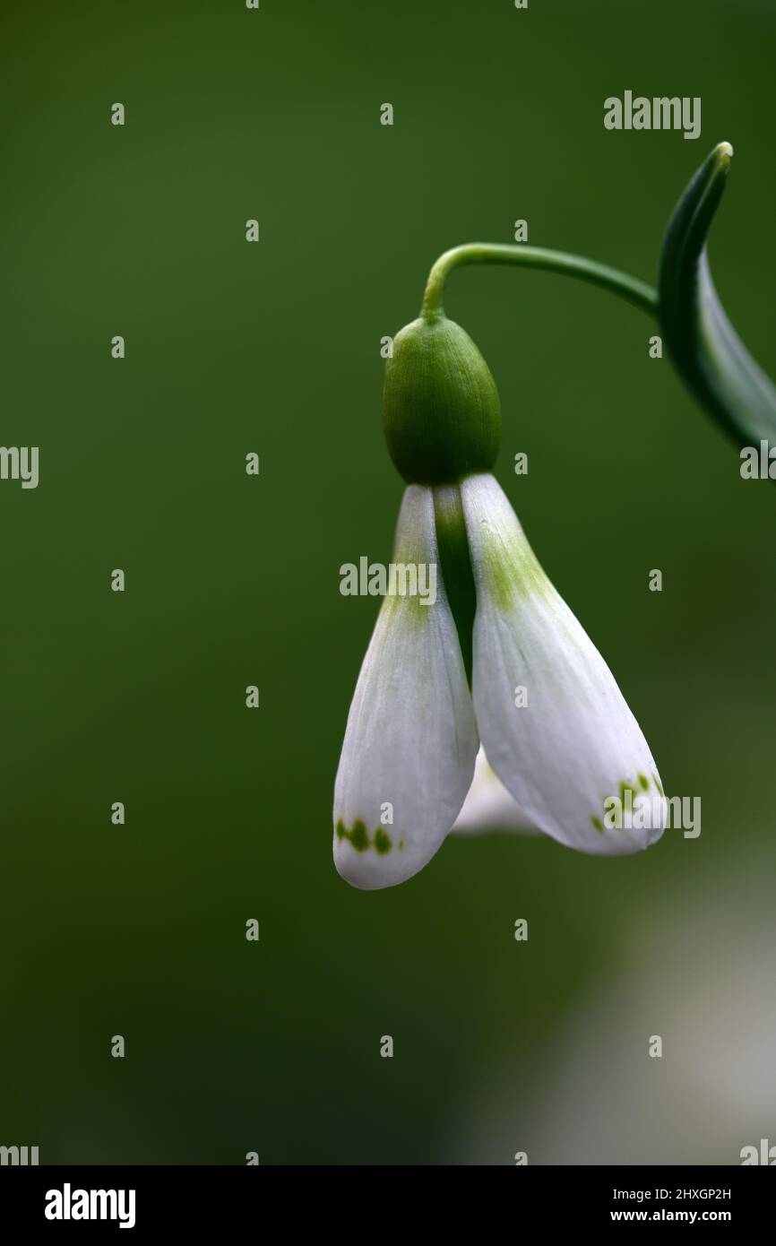 Staines flowers hi-res stock photography and images - Alamy