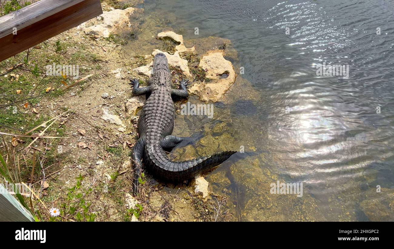 Alligators in the Everglades lying on shallow water Stock Photo - Alamy