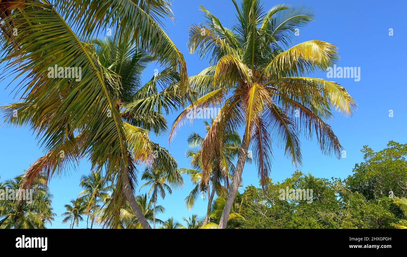 Wonderful Caribbean Palm trees moving in the wind Stock Photo - Alamy