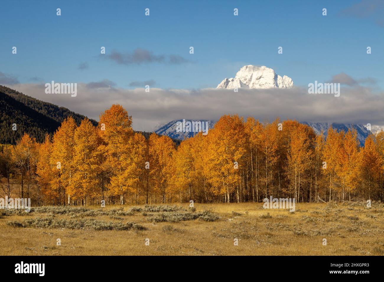 Autumn colours in Grand Teton National Park, USA Stock Photo - Alamy