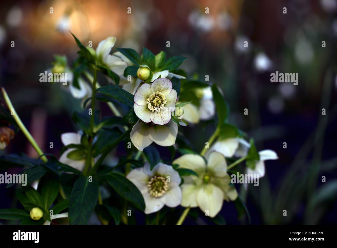 Hellebore,Hellebores,helleborus,single,flowers,picotee,pink,white ...