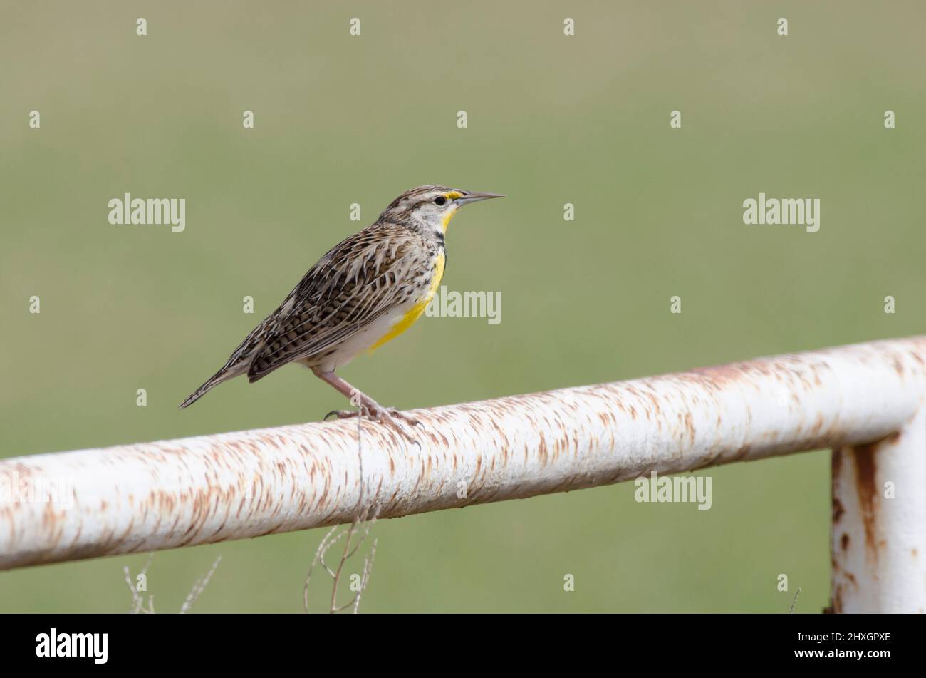Western Meadowlark, Sturnella neglecta, perched on fence Stock Photo ...