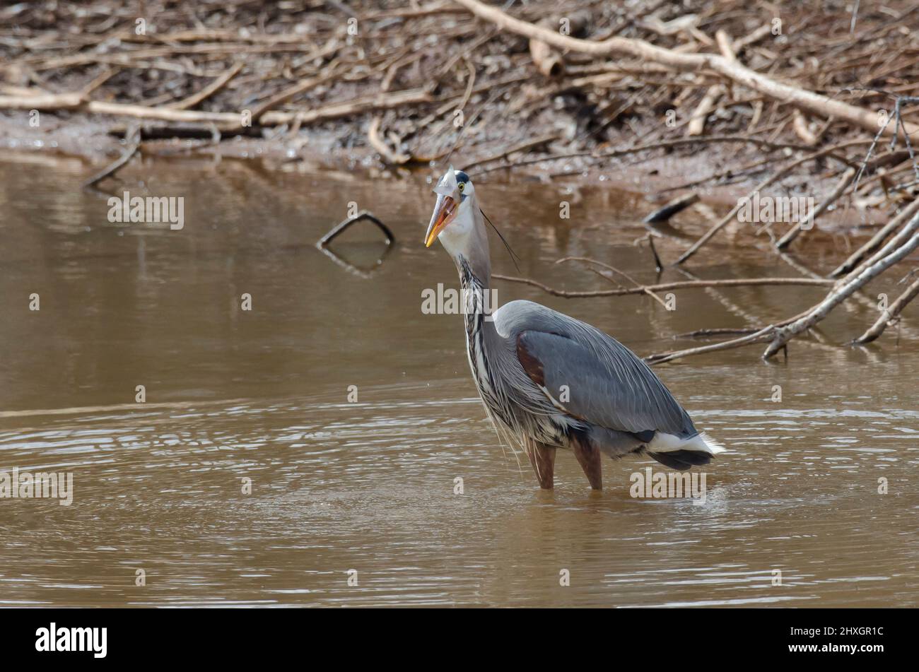 Great Blue Heron, Ardea herodias, swallowing recently caught fish Stock ...