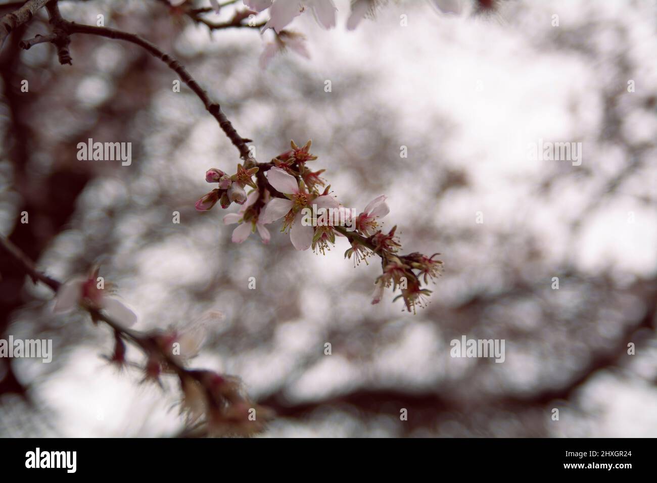 Arrival of spring hi-res stock photography and images - Alamy
