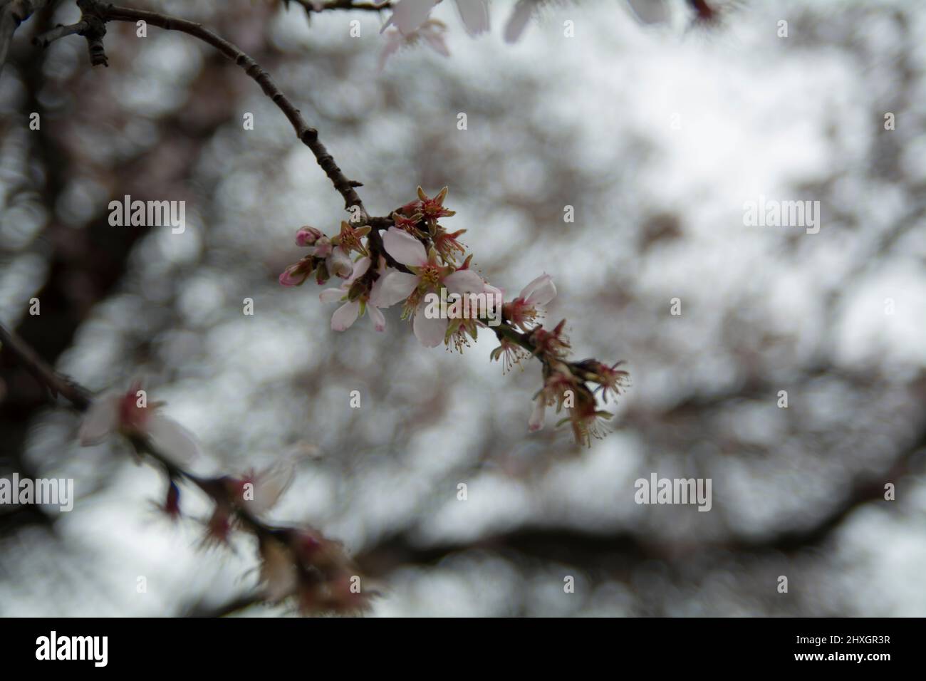 The arrival of spring, fruit trees blooming under the snow Stock Photo ...