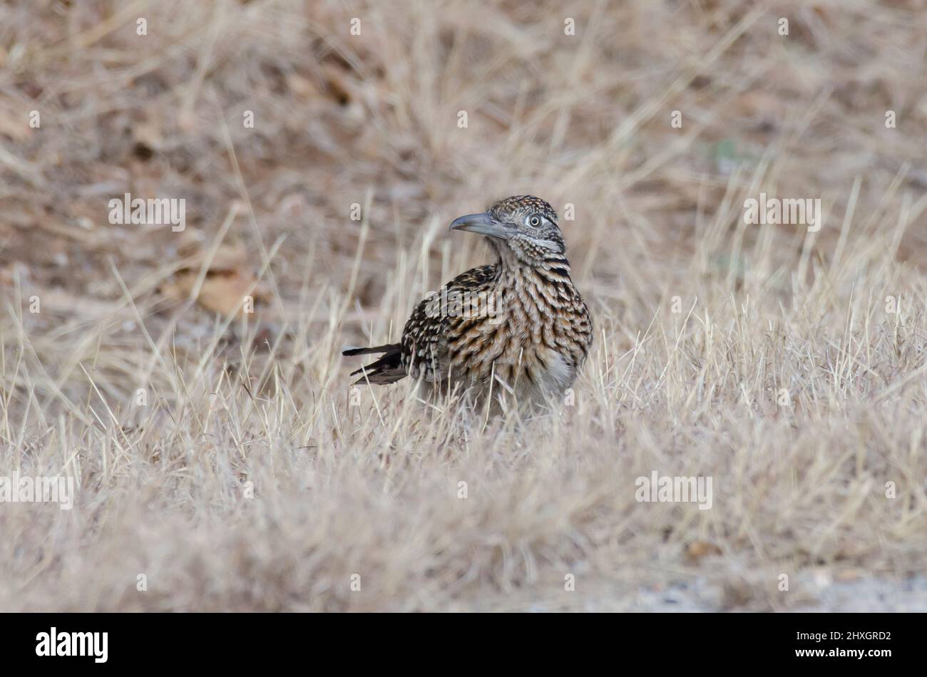 Greater roadrunner oklahoma hi-res stock photography and images - Alamy