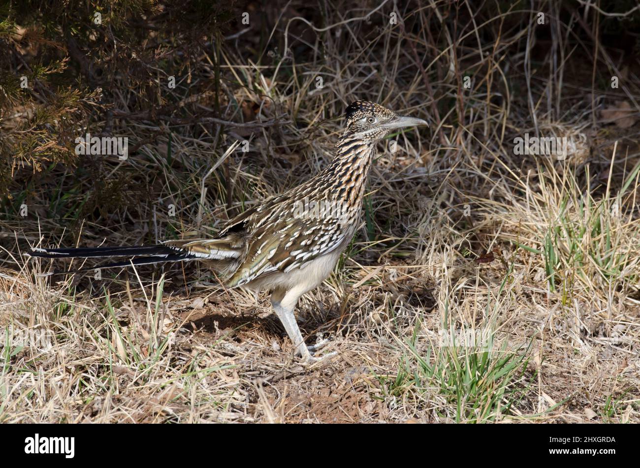 Roadrunner predator hi-res stock photography and images - Alamy