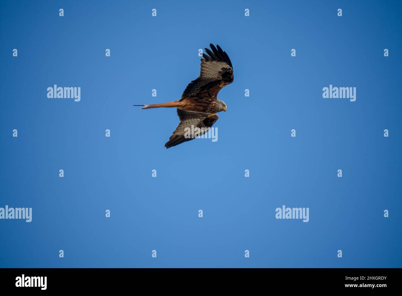 red kite (Milvus milvus) soaring with wings fully extended in a clear ...