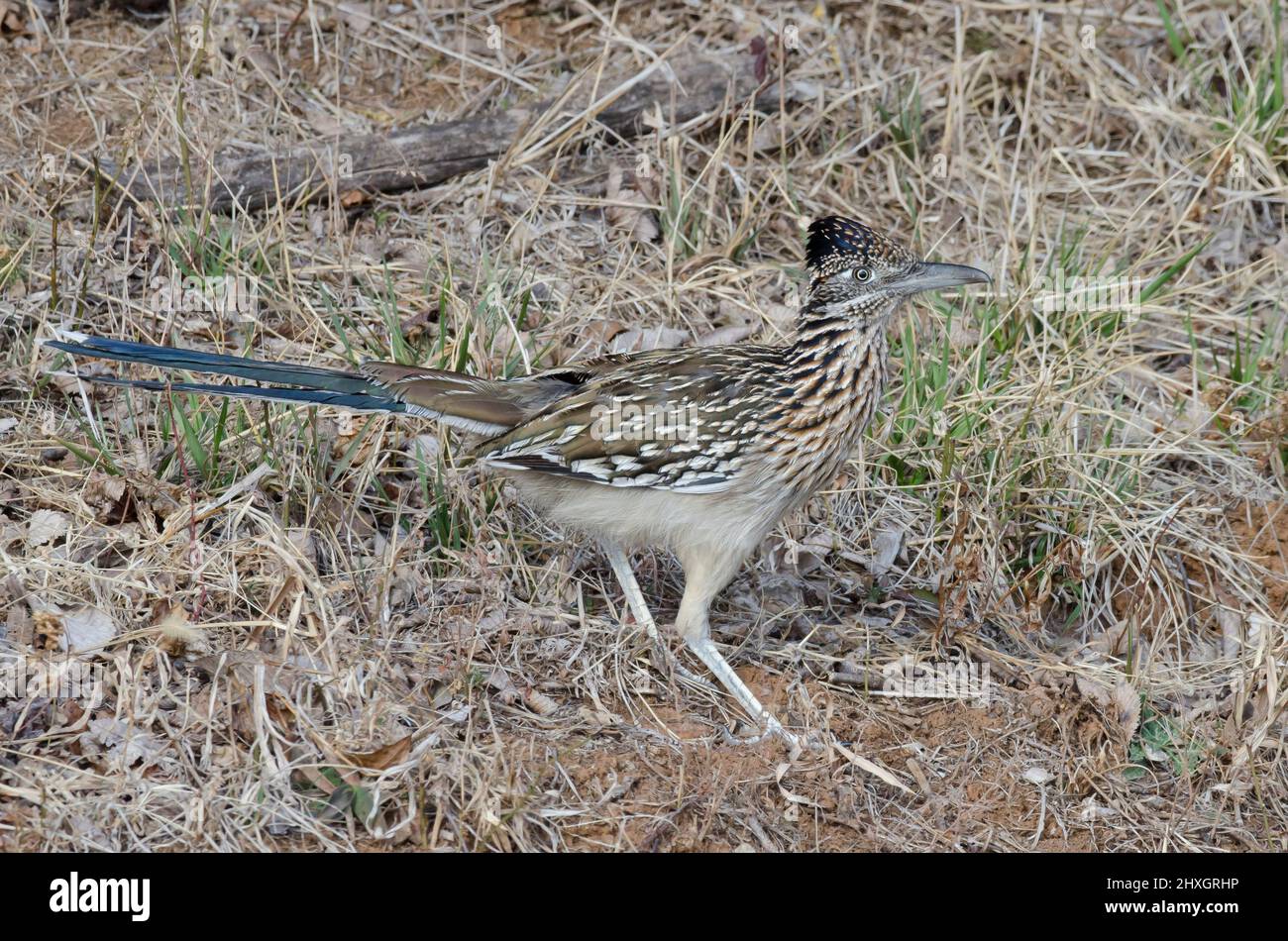 Roadrunner road hi-res stock photography and images - Alamy