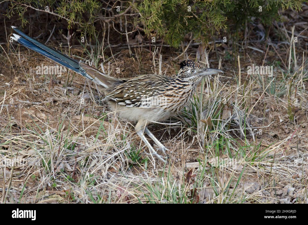 Greater Roadrunner, Geococcyx californianus Stock Photo - Alamy