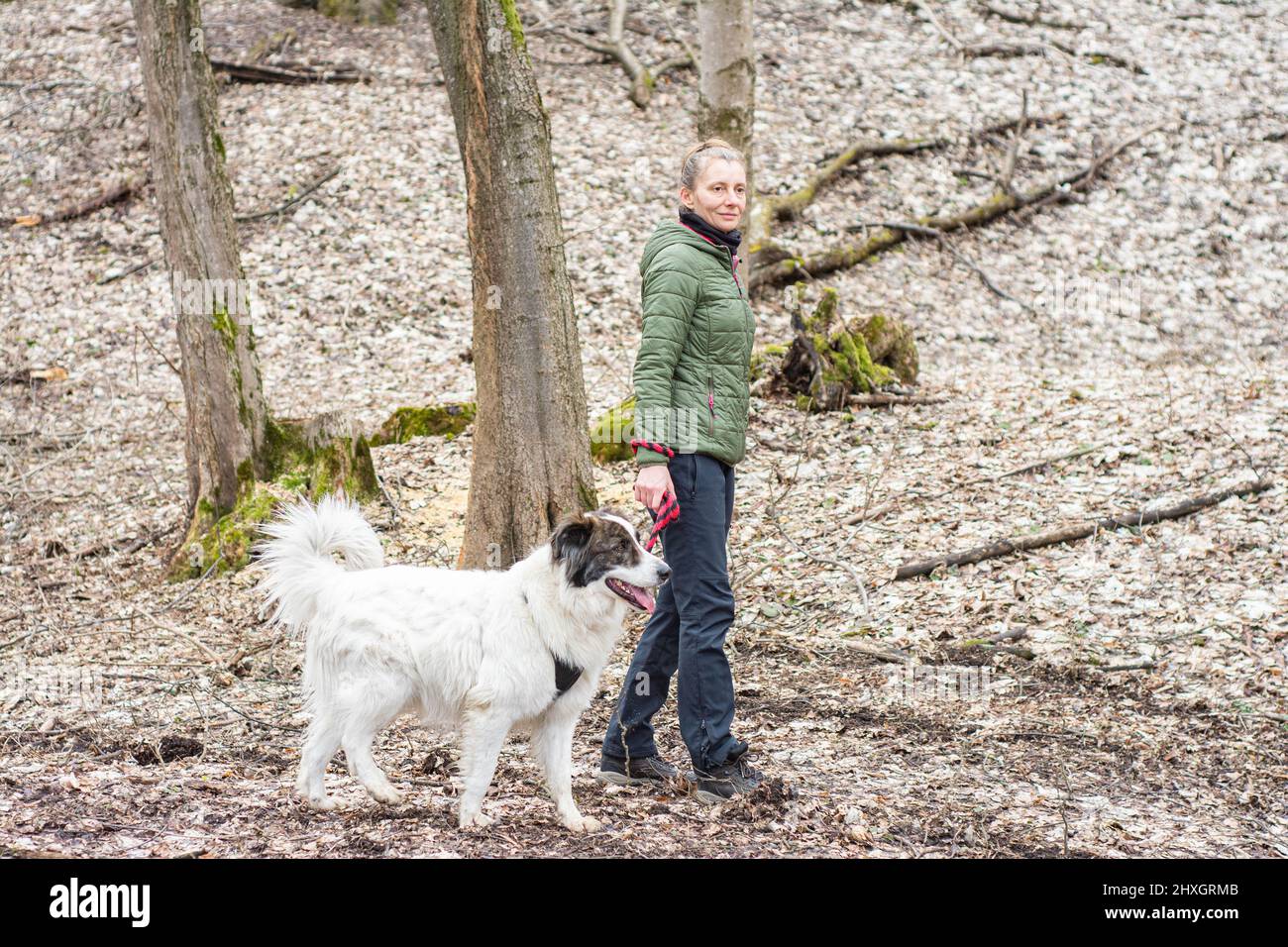 woman walking with her dog in forest Stock Photo - Alamy