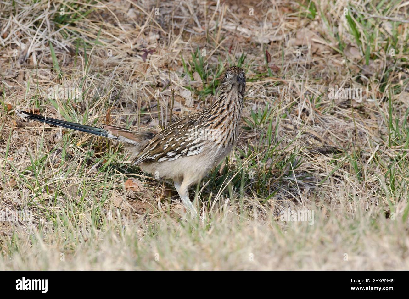 Greater roadrunner oklahoma hi-res stock photography and images - Alamy
