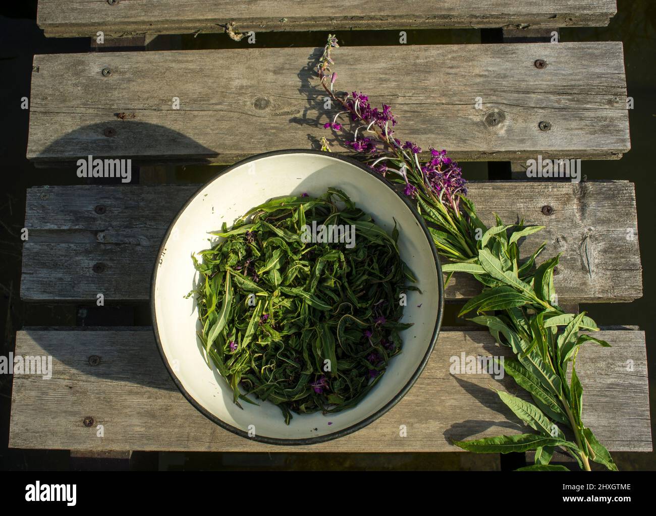 Process of fermentation of tea. Manual processing Ivan tea fermentation ...