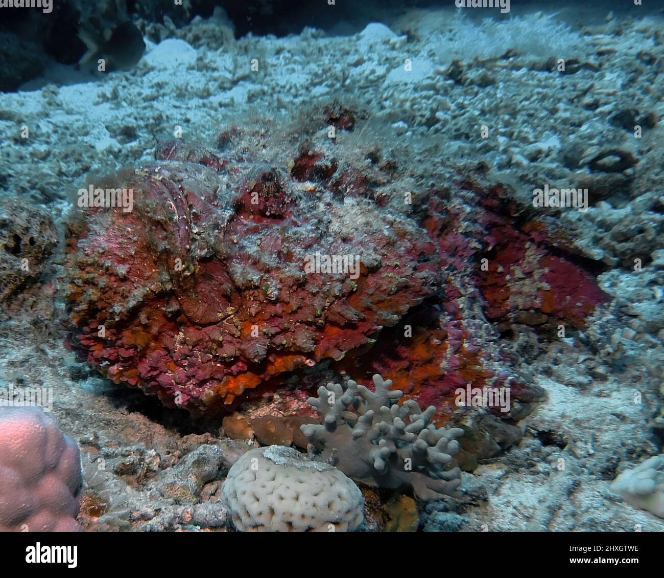 Reef Stonefish (Synanceia verrucosa) in the Red Sea Stock Photo - Alamy