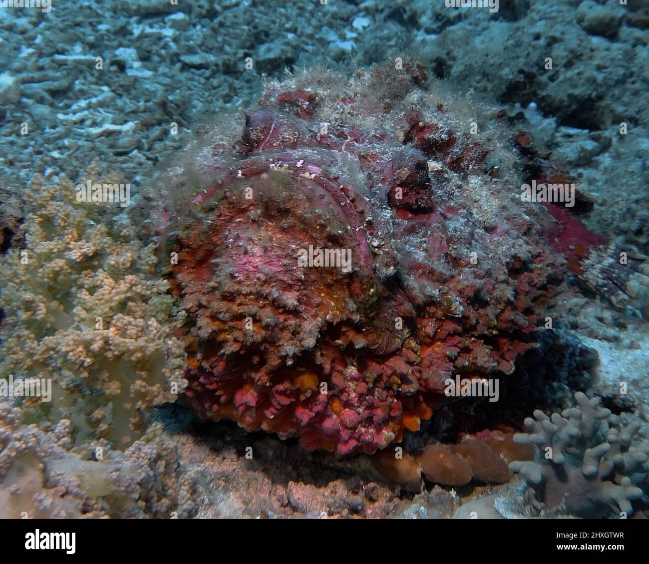 Reef Stonefish (Synanceia verrucosa) in the Red Sea Stock Photo - Alamy