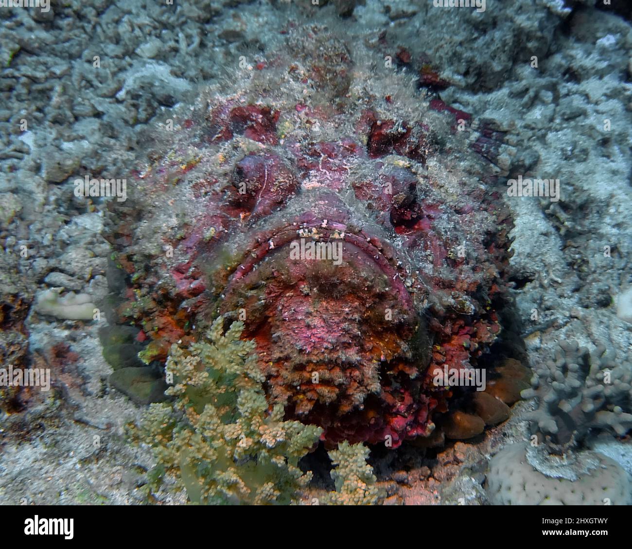 Reef Stonefish (Synanceia verrucosa) in the Red Sea Stock Photo - Alamy