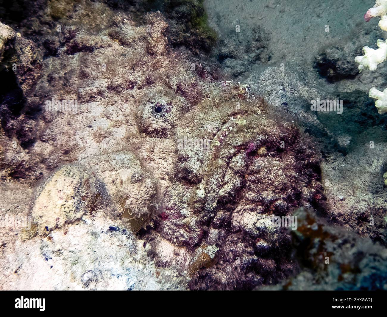 Reef Stonefish (Synanceia verrucosa) in the Red Sea Stock Photo - Alamy