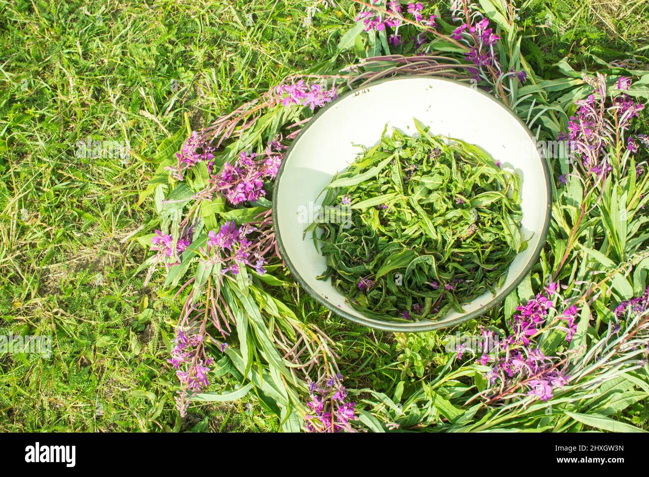 Process of fermentation of tea. Manual processing Ivan tea fermentation ...