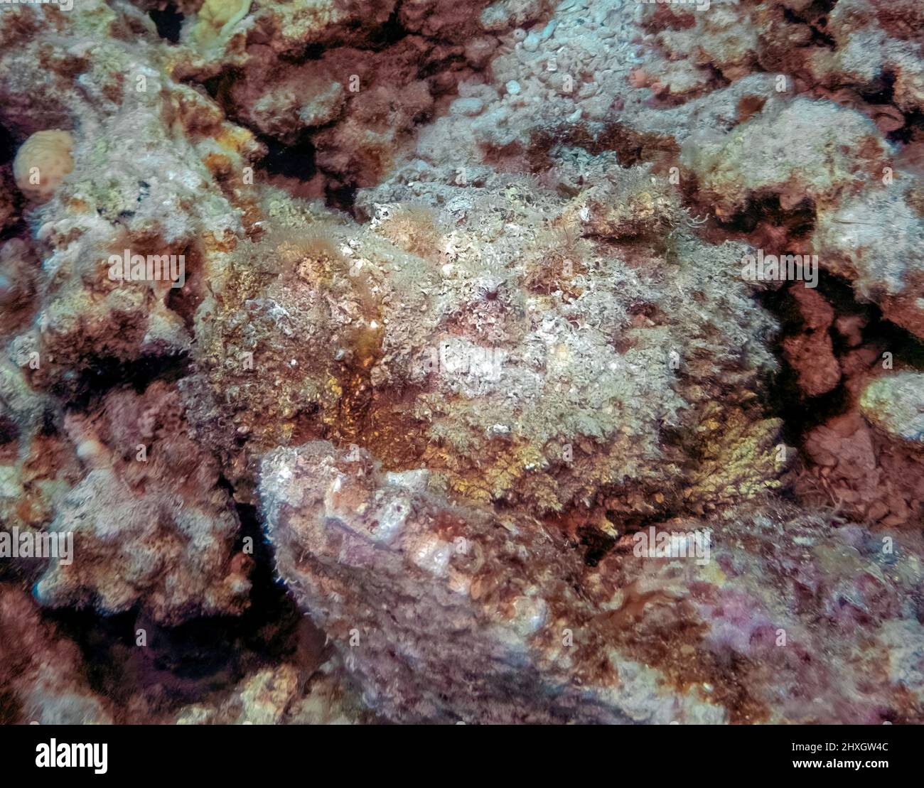 Reef Stonefish (Synanceia verrucosa) in the Red Sea Stock Photo - Alamy