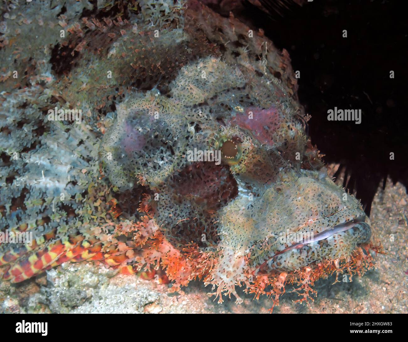 A Bearded Scorpionfish (Scorpaenopsis barbata) in the Red Sea, Egypt ...