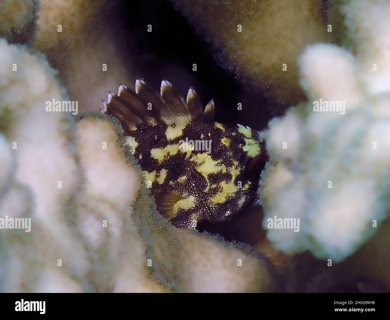 A Yellow-spotted Scorpionfish (Sebastapistes cyanostigma) in the Red ...