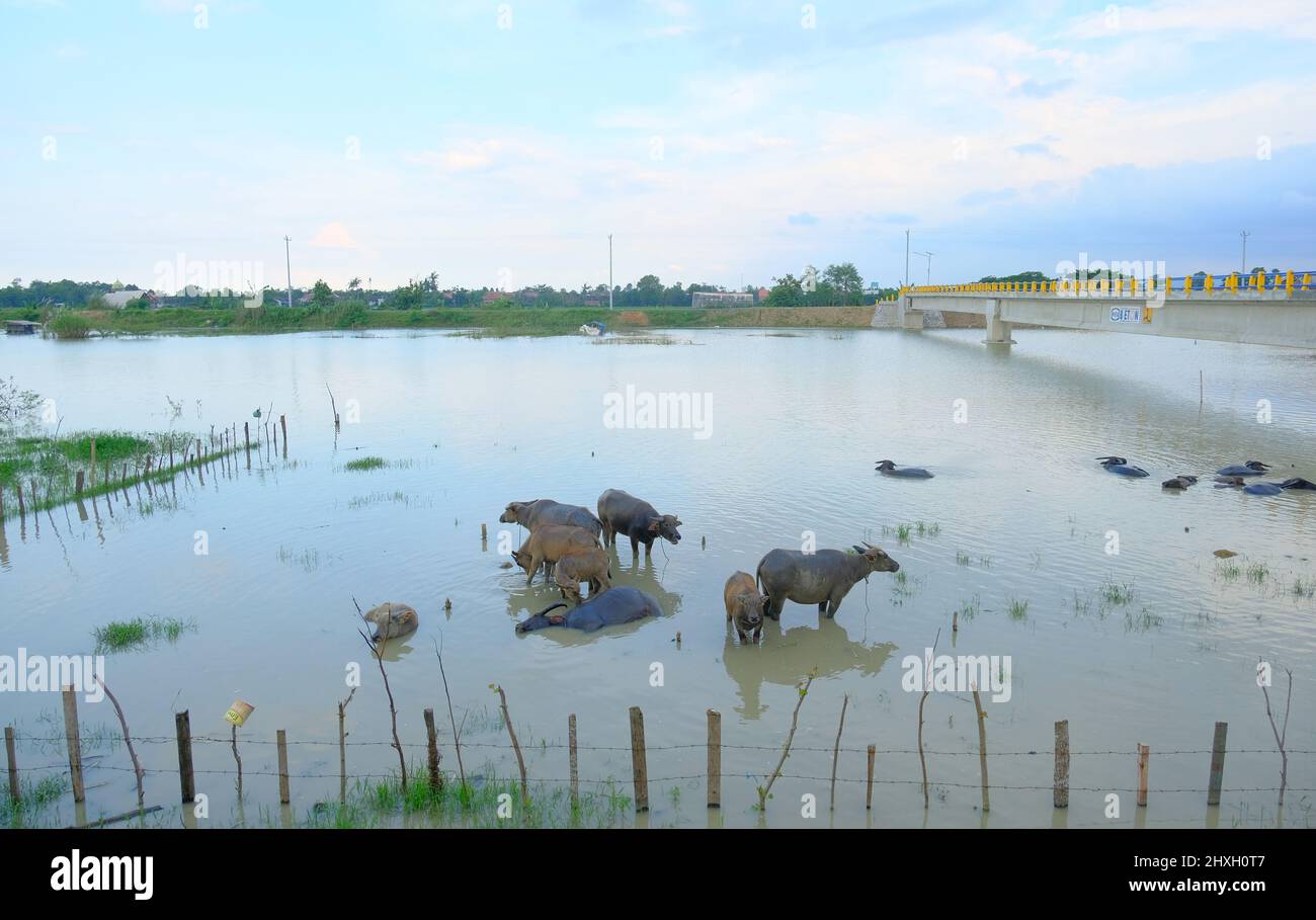 Buffalo colony bathing in the river Stock Photo - Alamy