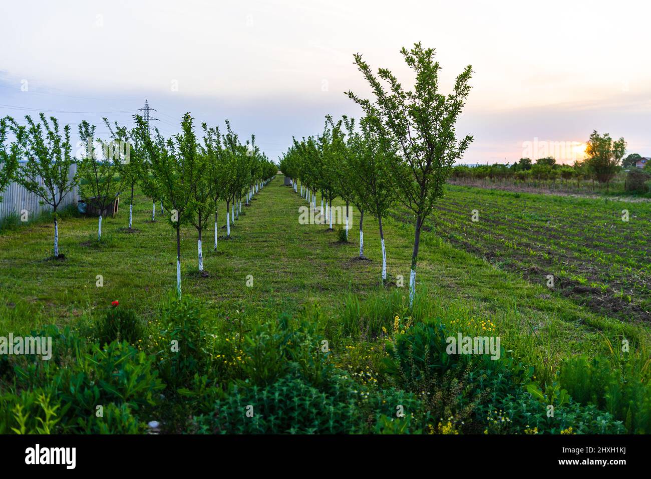 Young apple orchard. Agricultural concept, countryside apple orchard ...