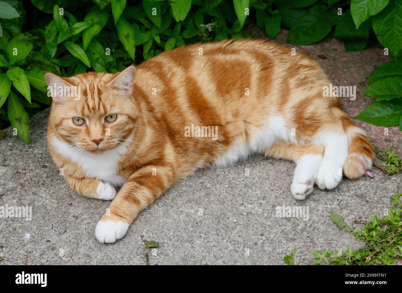 A big ginger tom cat in the garden Stock Photo - Alamy