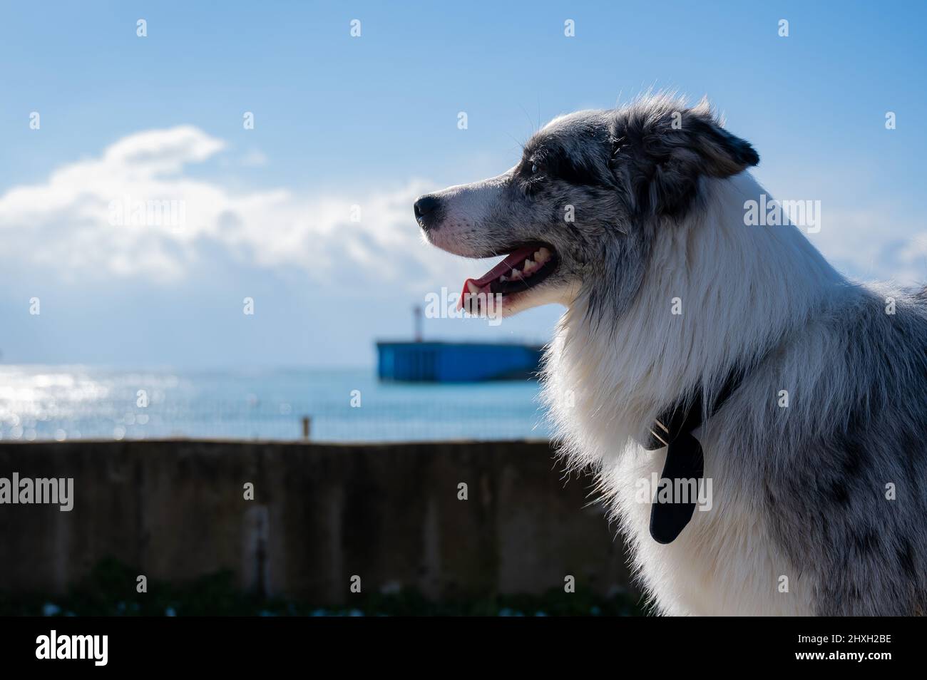 Portrait of a spotted border collie on a walk along the embankment ...