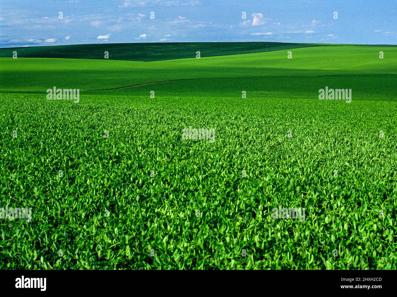 Fields with fresh crops planted Eastern Washington State Stock Photo ...