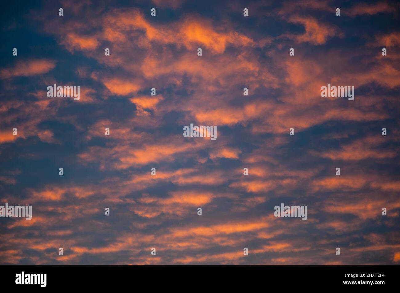 Altocumulus perlucidus with dramatic sky at sunset Stock Photo - Alamy