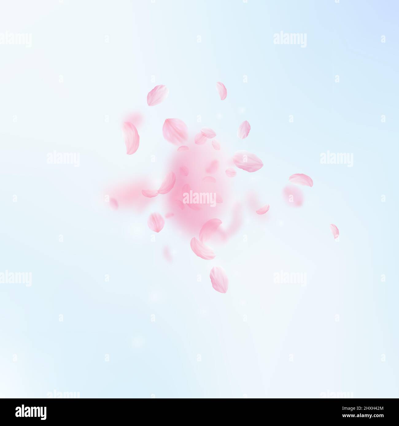 Sakura petals falling down. Romantic pink flowers explosion. Flying ...