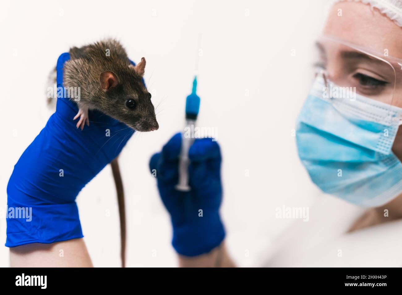 Woman preparing to give a rat an injection Stock Photo - Alamy