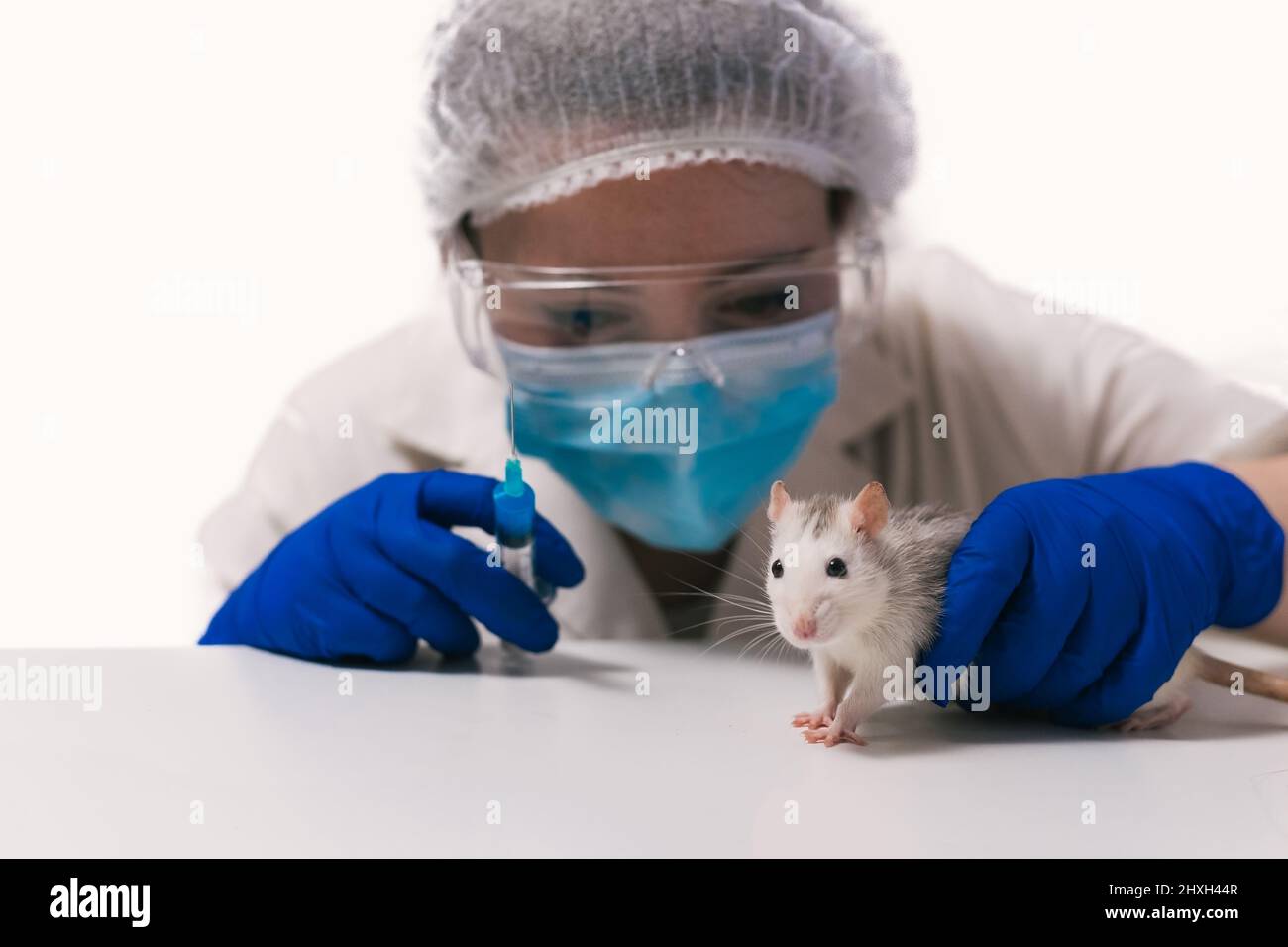 White lab rat syringe hi-res stock photography and images - Alamy