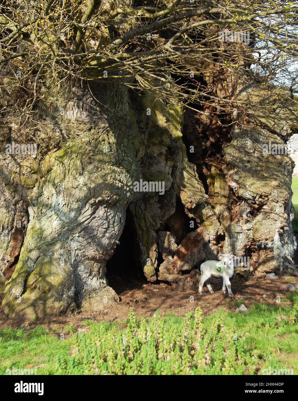 A young lamb emerges from the ancient cave-like Bowthorpe Oak and ...