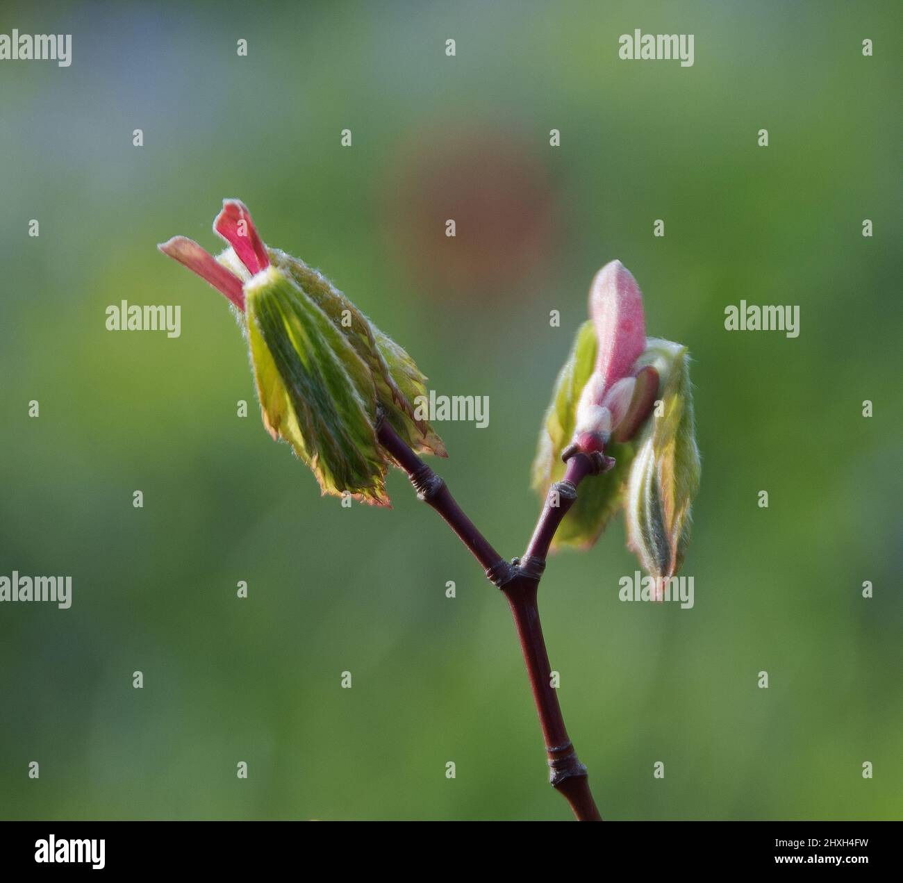 Time to unfurl hi-res stock photography and images - Alamy