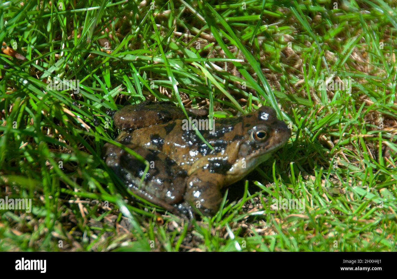 Common frog amongst grass Stock Photo - Alamy