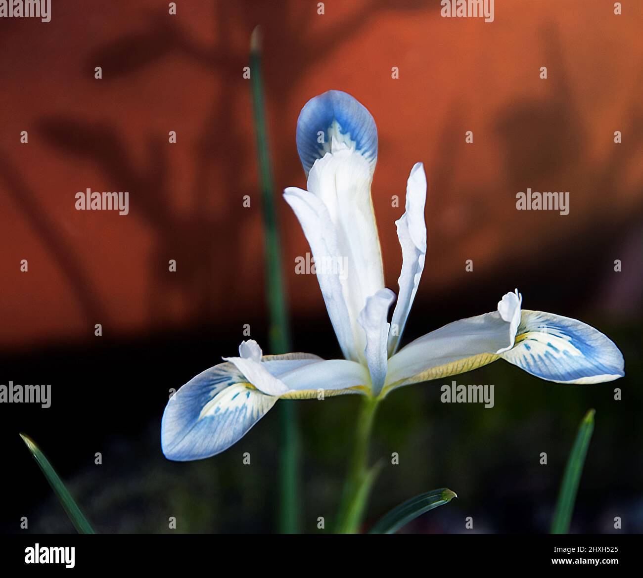 Iris reticulata 'Frozen Planet' Stock Photo - Alamy