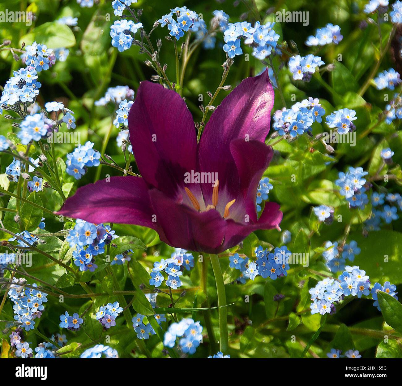 Tulip 'Purple Dream' and forget-me-nots Stock Photo - Alamy