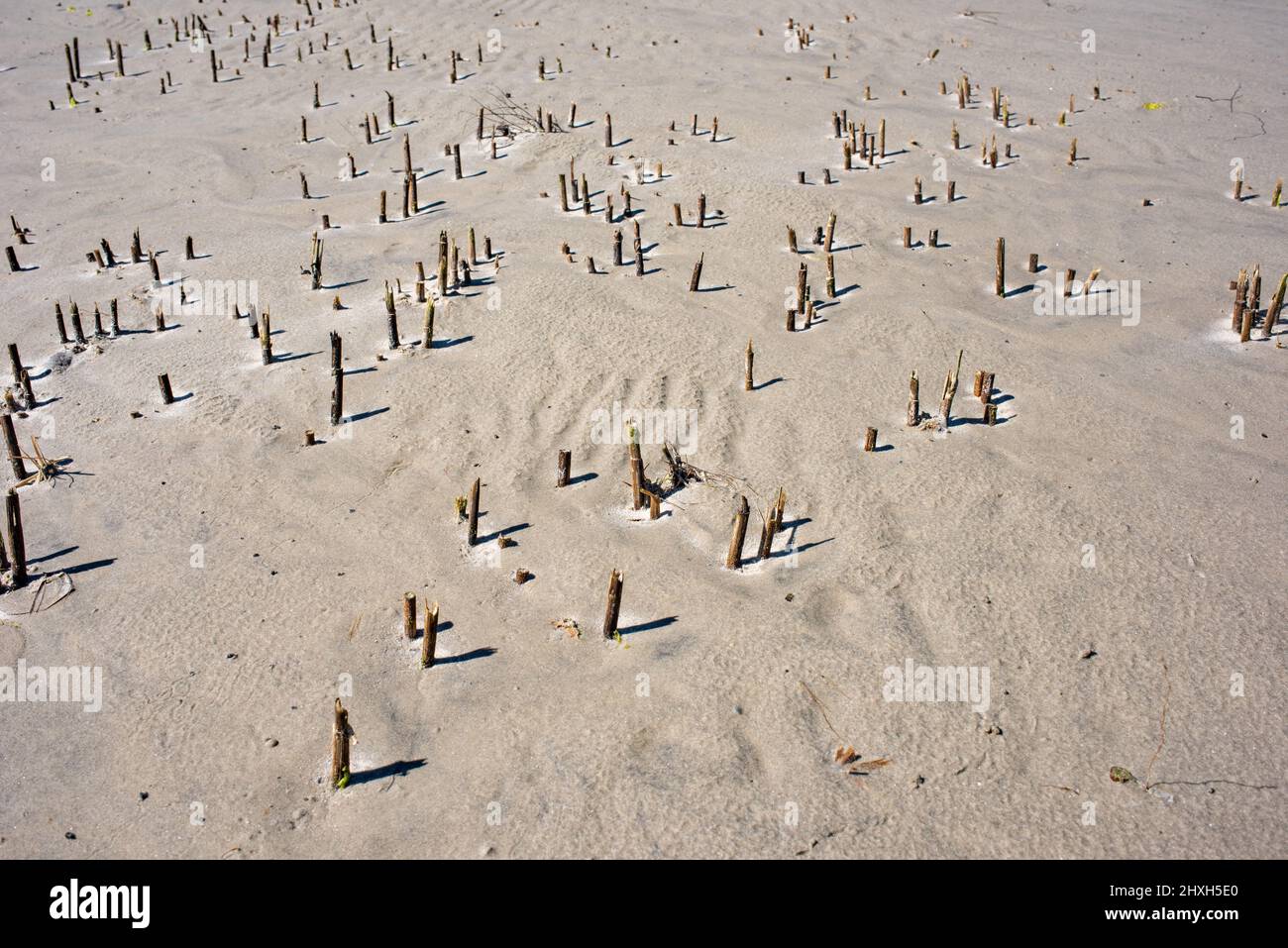 Exploring a sand bar revealing interesting finds during high winds in ...