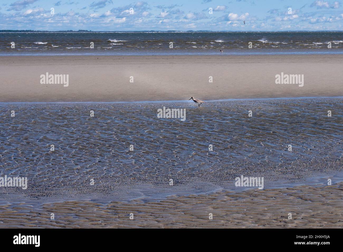 Exploring a sand bar revealing interesting finds during high winds in ...