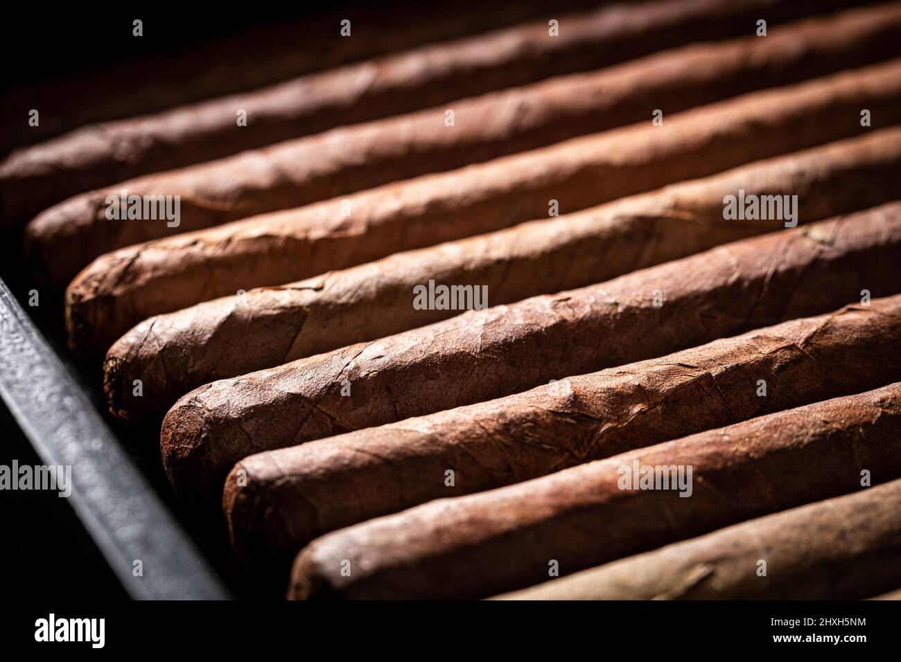 Cuban and expensive cigar lay in wooden humidor. Cigars stacked in a ...
