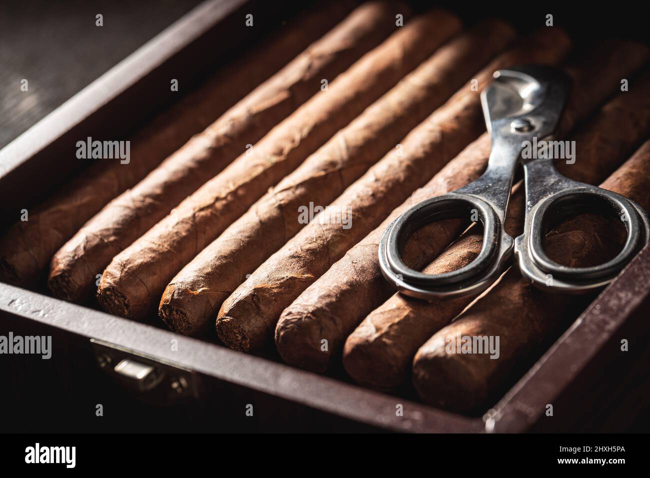 Handmade and rich smelling cigar on humidor with metal cutterr. Cigars ...