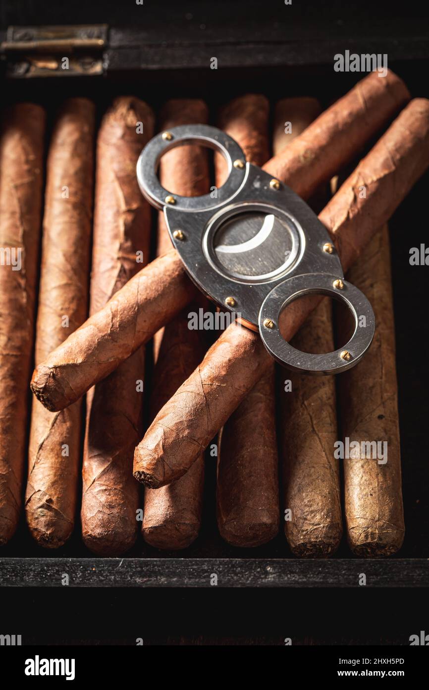 Cuban and expensive cigar on humidor with metal cutterr. Cigars stacked ...