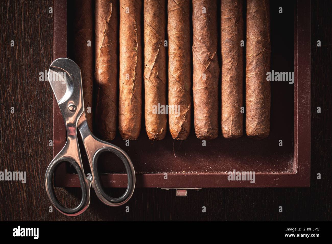 Expensive and handmade cigar with guillotine cuts off cigar tip. Cigars ...