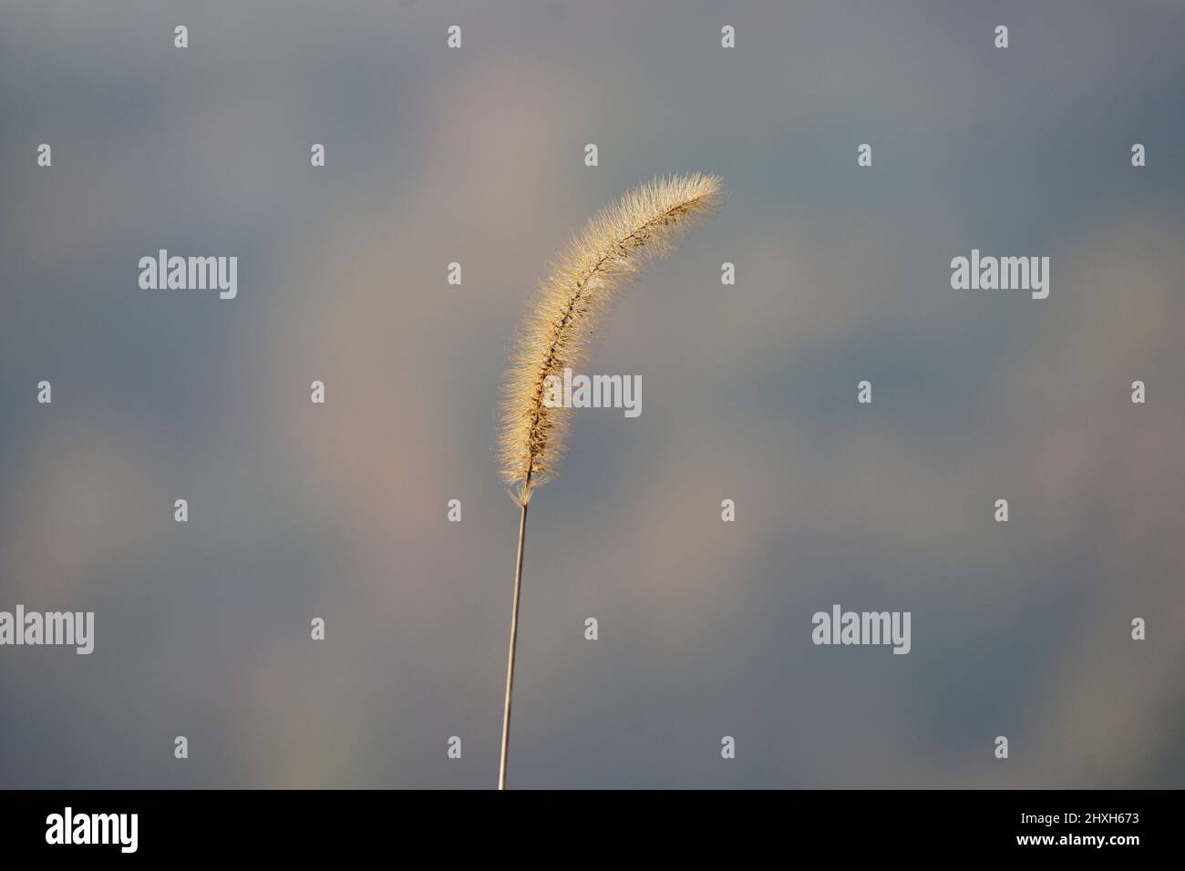 a yellow tender foxtail on out of focus background, feel the softness ...