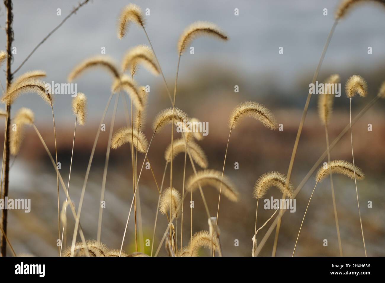 Foxtails taken in winter hi-res stock photography and images - Alamy